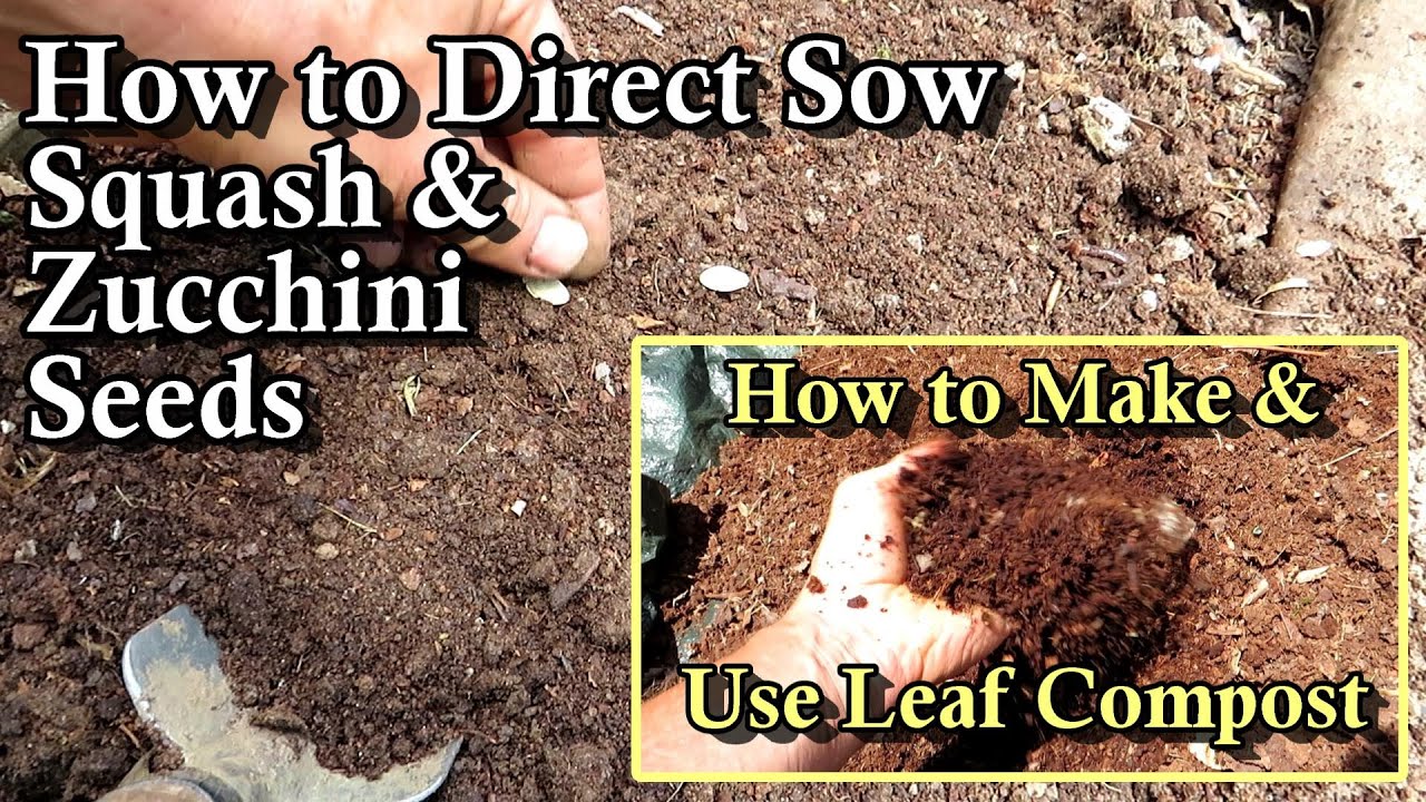 How to Make & Use Leaf Compost and How to Direct Sow Zucchini & Squash ...