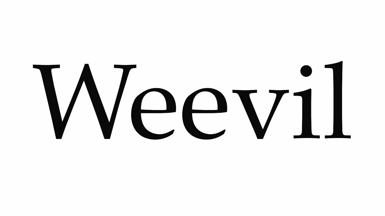 How to Pronounce Weevil - YouTube