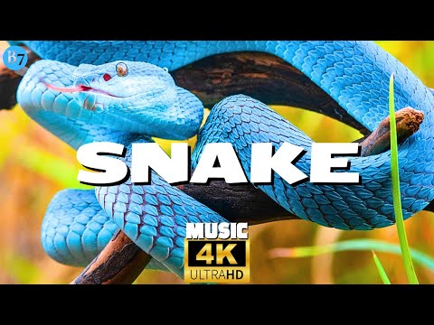 Yılan - Kertenkele - Bukalemun ve Sürüngen Dünyası | Huzurlu Müzik 4K UHD Video