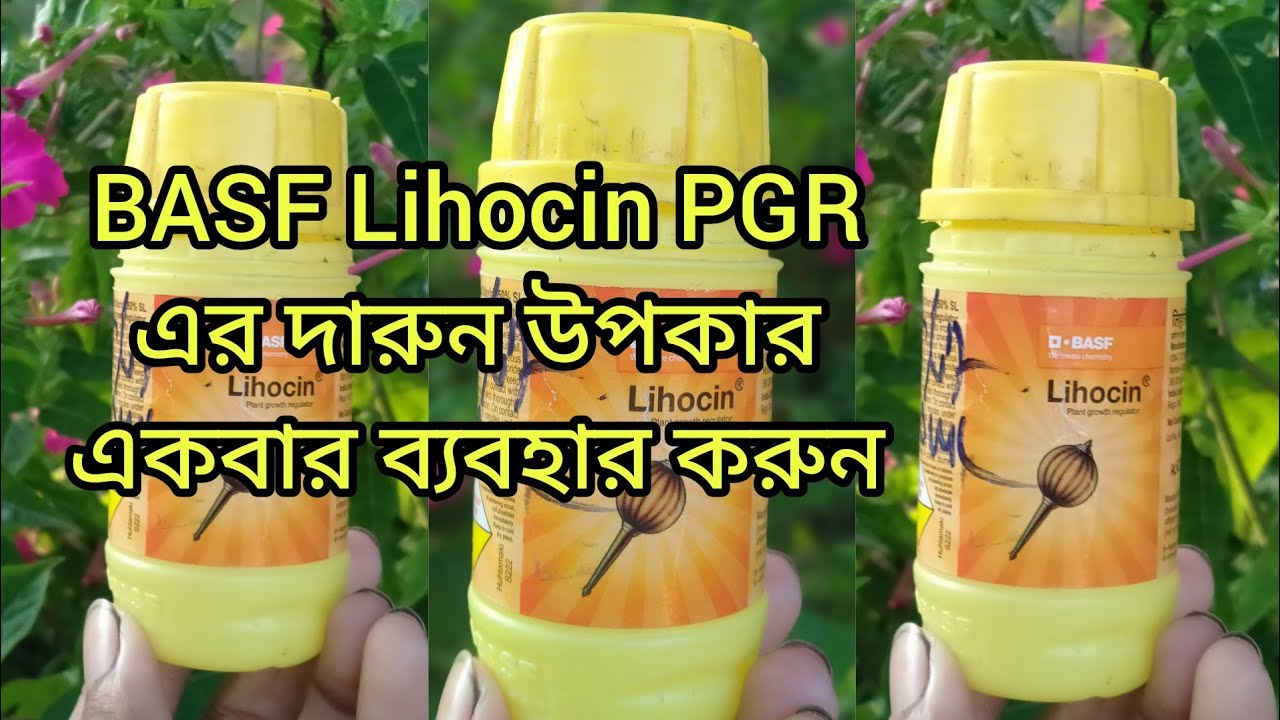 @ 💥💥BASF Lihocin.💥লিওসিন💥।PGR Plant Growth Reguletor💥 - YouTube