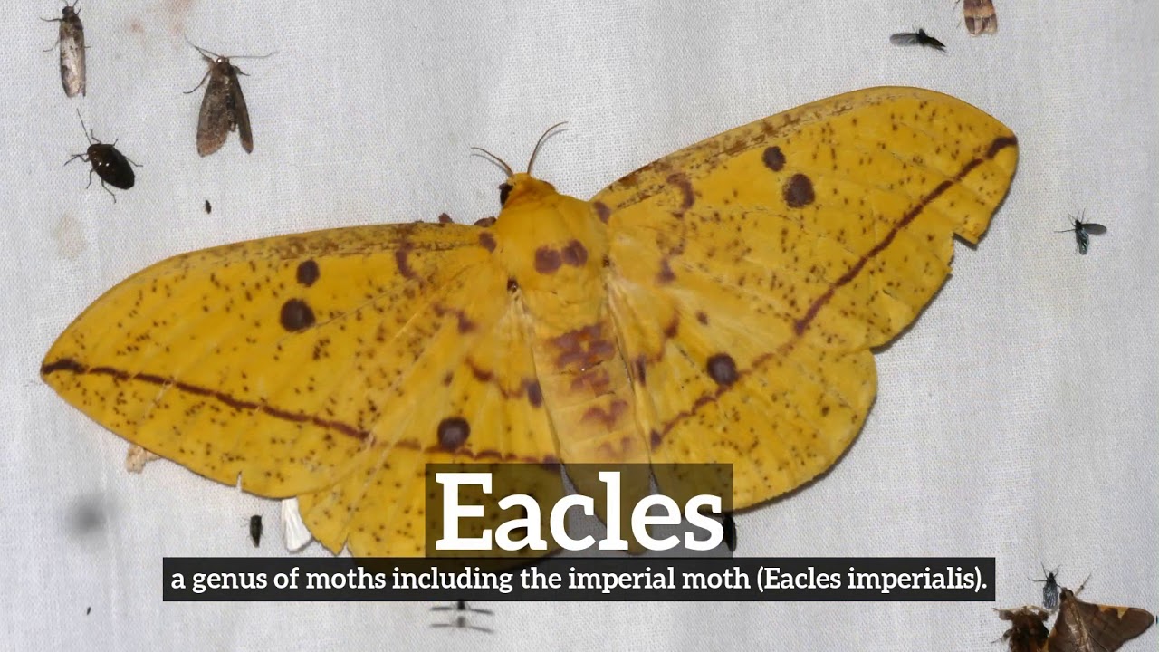 How Do Eacles Look? | What are Eacles? | How to Say Eacles in English ...