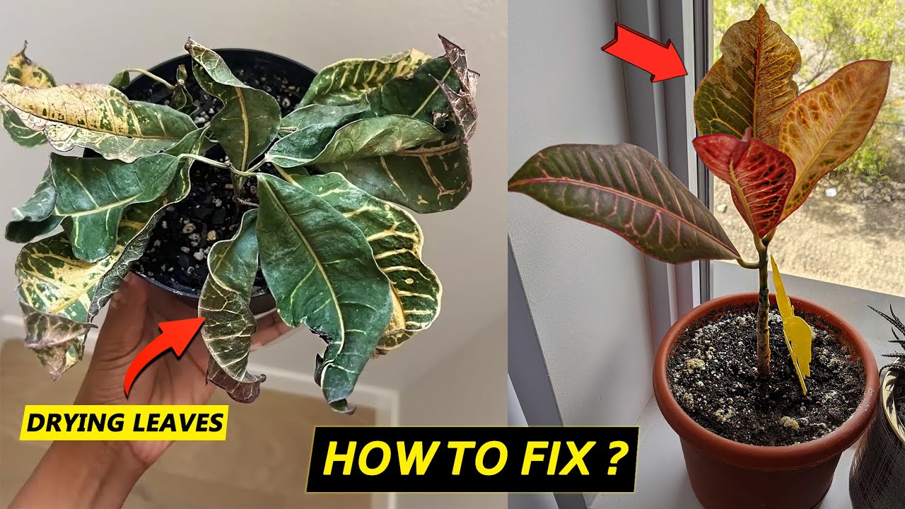 Croton leaves are drying ? - YouTube