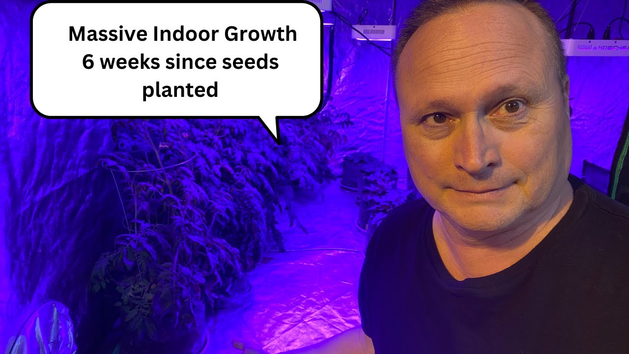 6 Weeks from SEED to SUCCESS in Indoor Vegetable Growth - YouTube