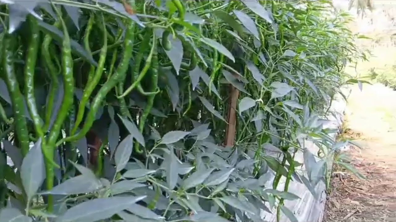 CABE KRITING CMK TAVI, REVIEW PERFORMA TANAMAN - YouTube