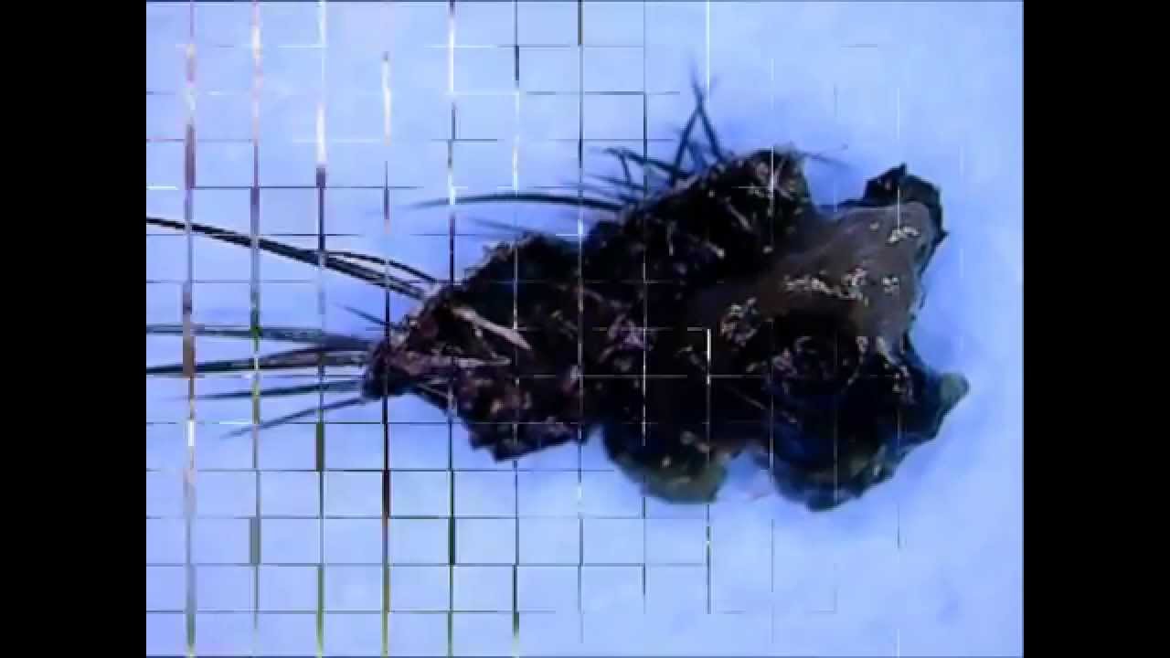 Cat Eye Gums Under a Microscope - YouTube