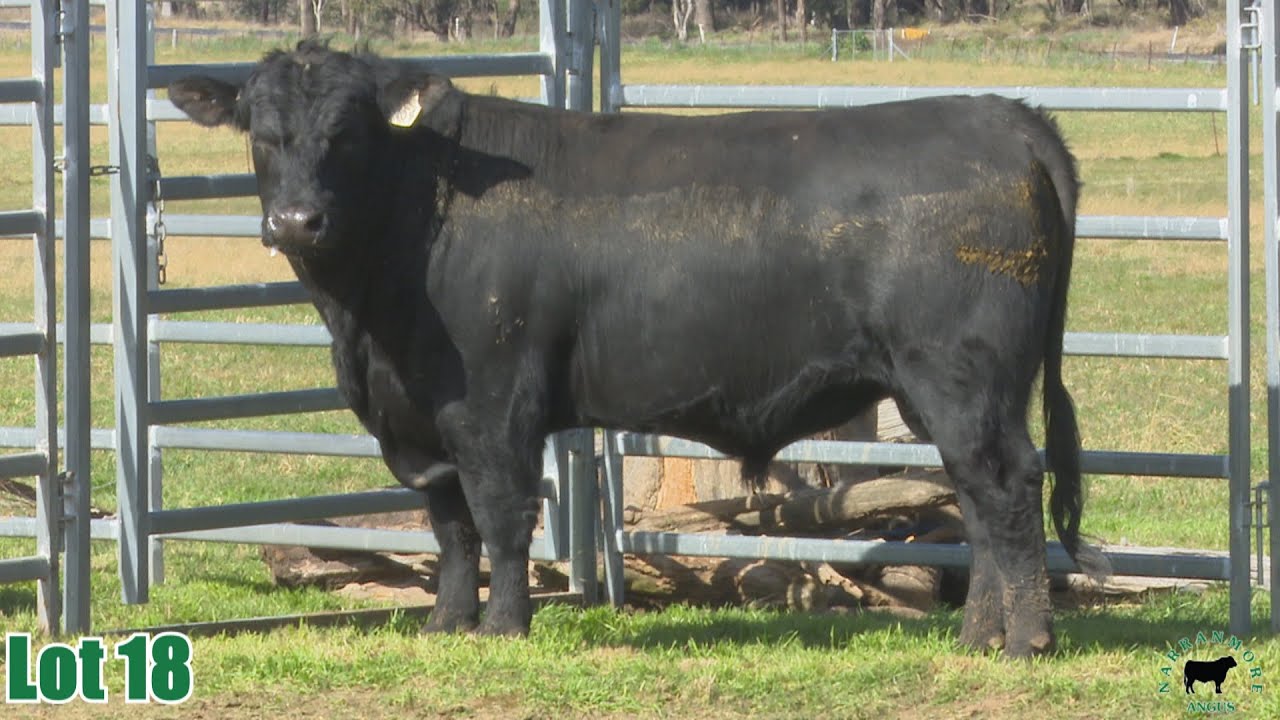 Lot 18 Narranmore AVOR54 - YouTube