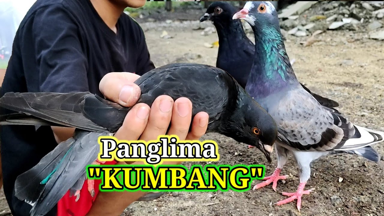 SISI LAIN MASTER SAWANGAN. TERNYATA PUNYA MERPATI BAGUS‼️ - YouTube