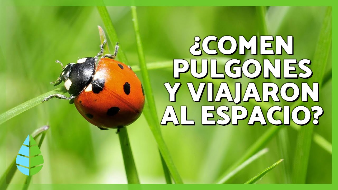 CURIOSIDADES de las MARIQUITAS o CATARINAS 🐞 | ¿Comen pulgones ...