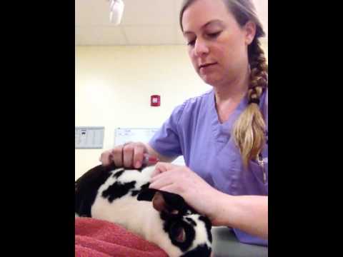 Subcutaneous injection-RABBIT - YouTube