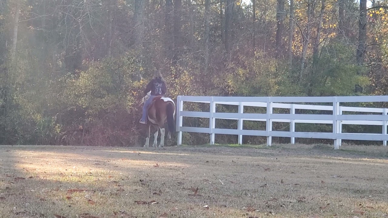 Gypsy Haflinger Cross - YouTube