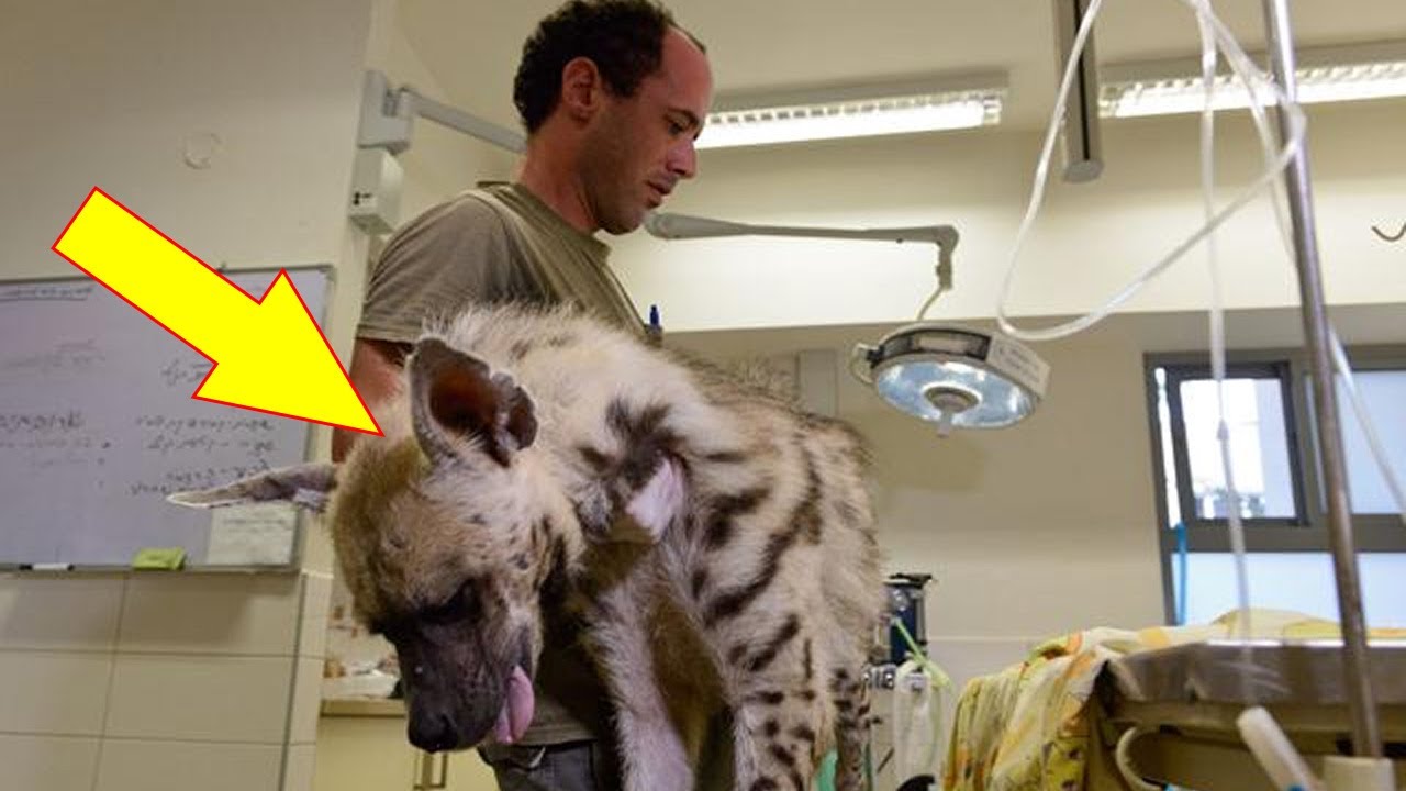 Vets At This Animal Hospital Thought They’d Seen Everything Until This ...
