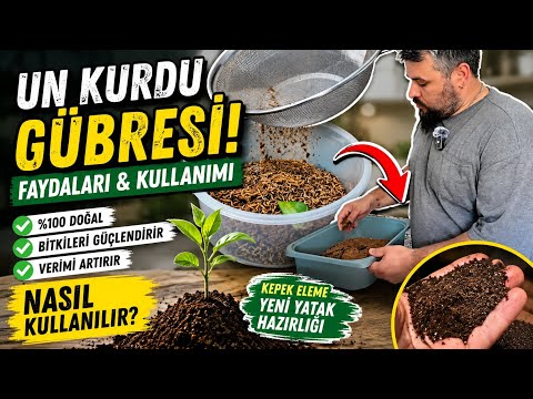 **Un Kurdu Gübresi Nasıl Kullanılır? | Frass’ın Tüm Faydaları ve Kepek Değişimi