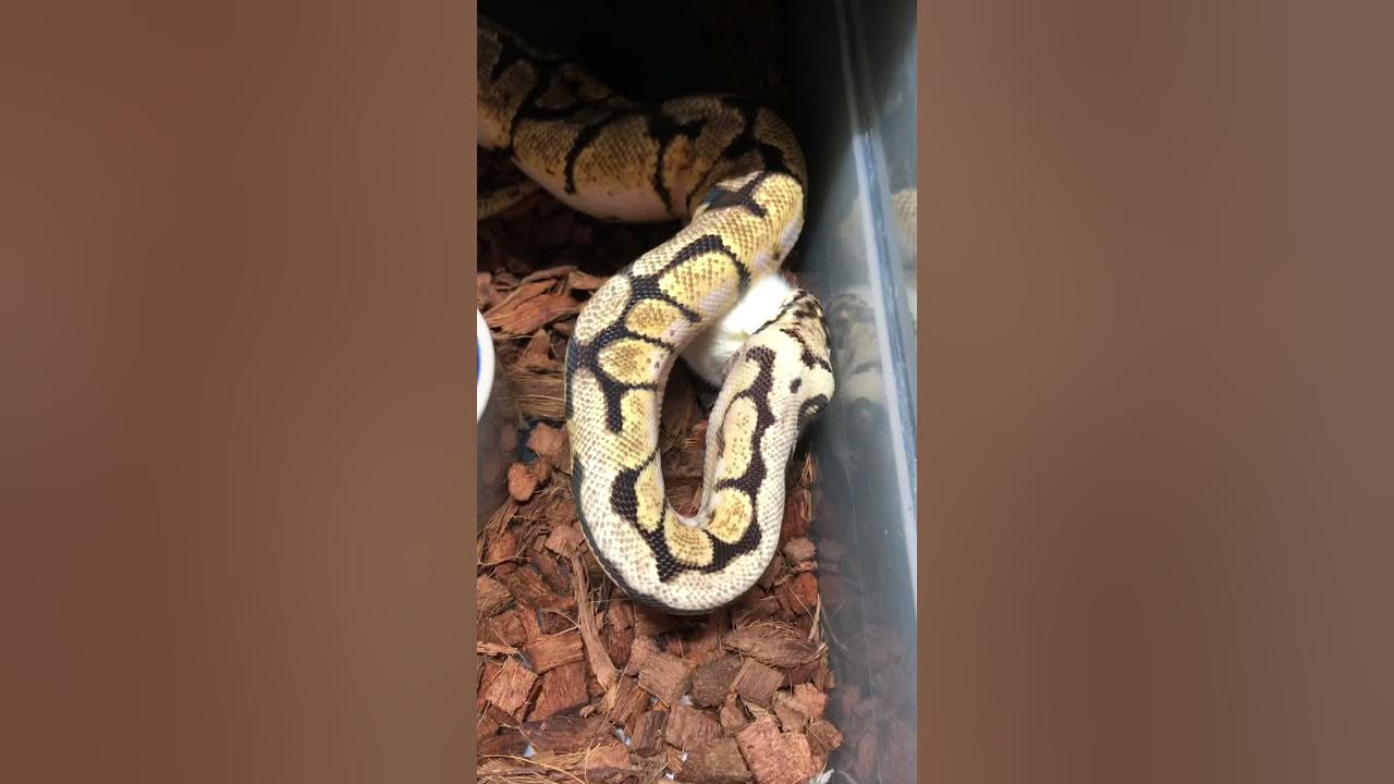 Ball Python swallowing rat - YouTube
