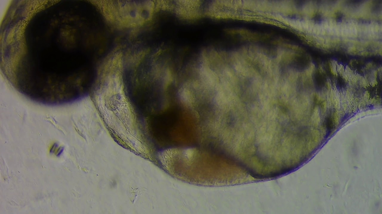 Zebrafish embryo heart beat view @ 60 fps - YouTube