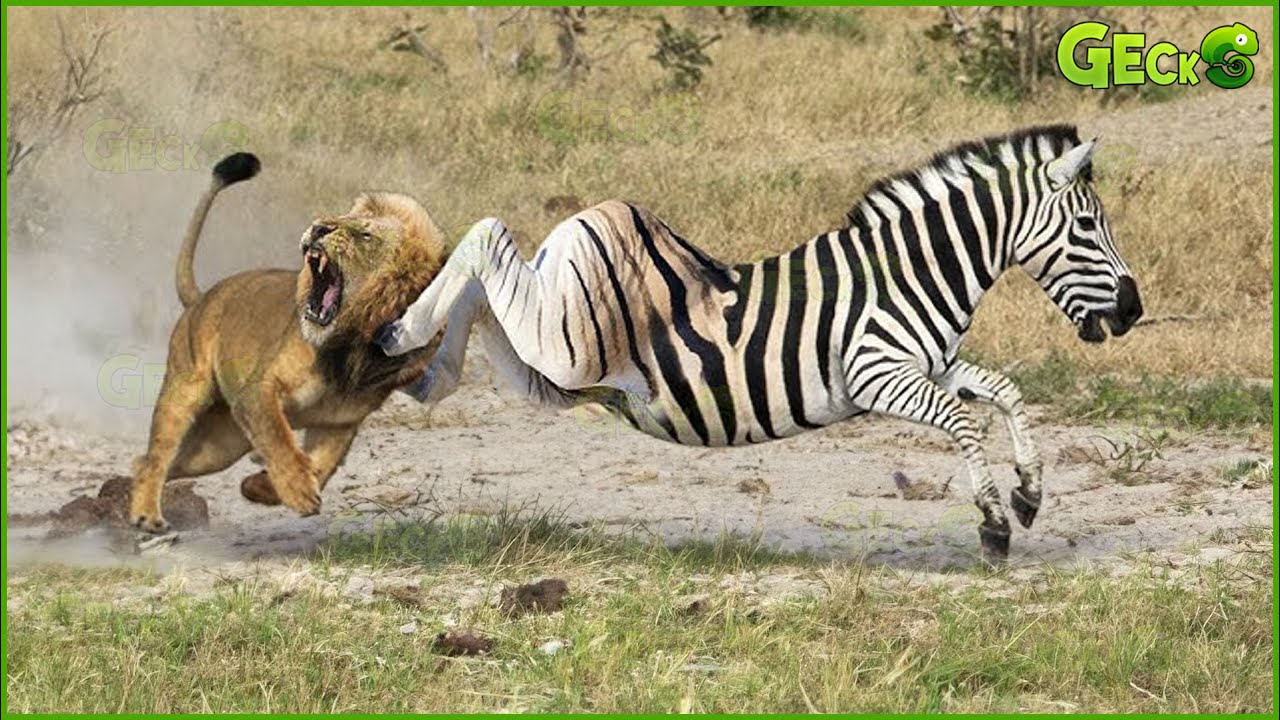 30 Deadly Kicks When Animals Try To Escape From Predators | Animal ...