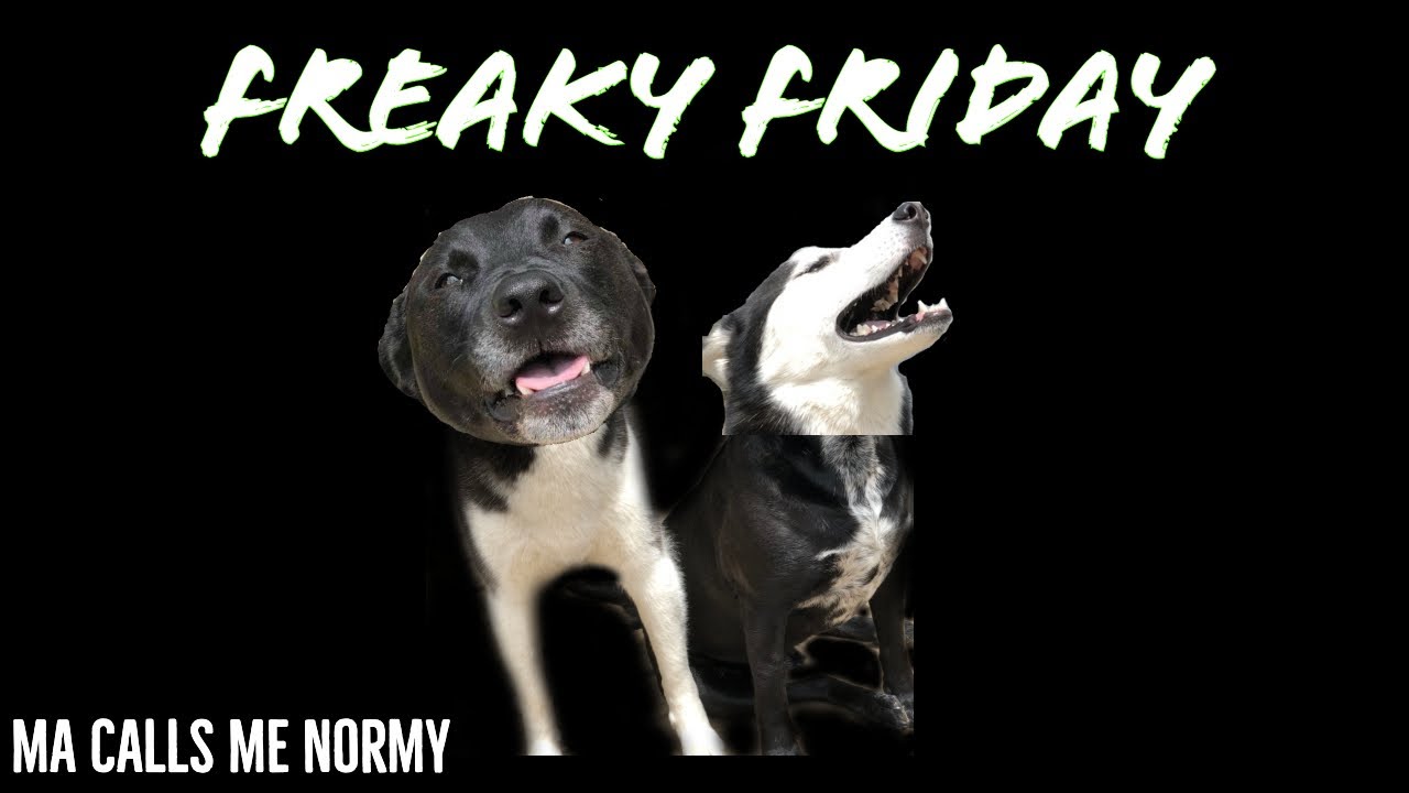 Freak Friday But With Dogs - YouTube