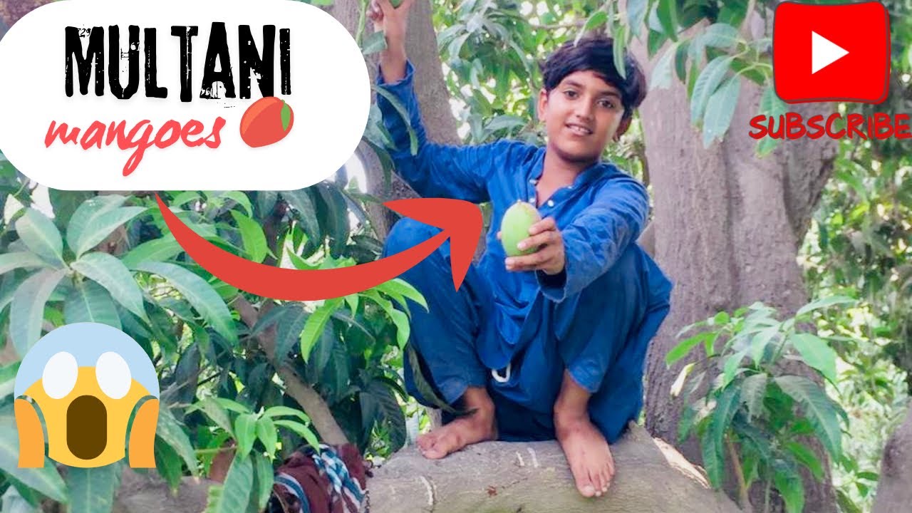 World famous multani mangoes 🥭😱|| mangoes Harvesting🤩| mango farming multan 😁 | kids of south ...