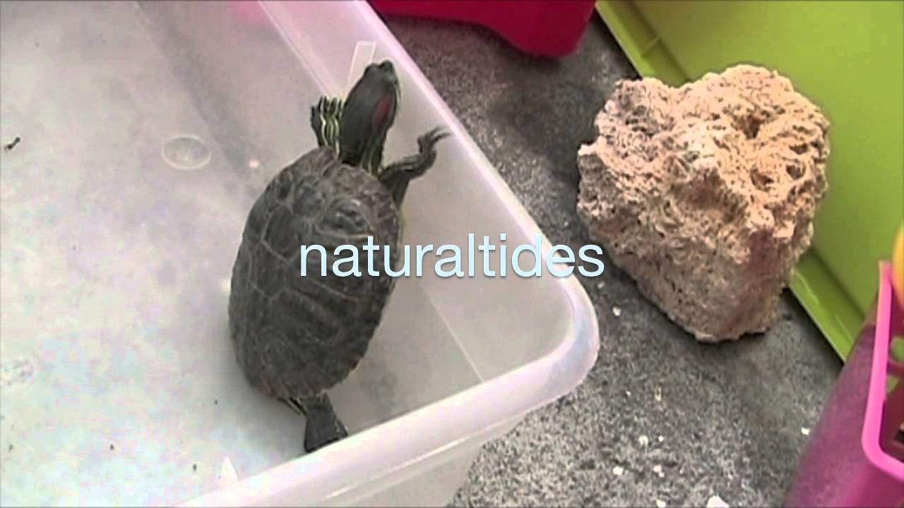 TURTLE tortoise ACCIDENT FALL flip over compilation Jingle Bells - YouTube