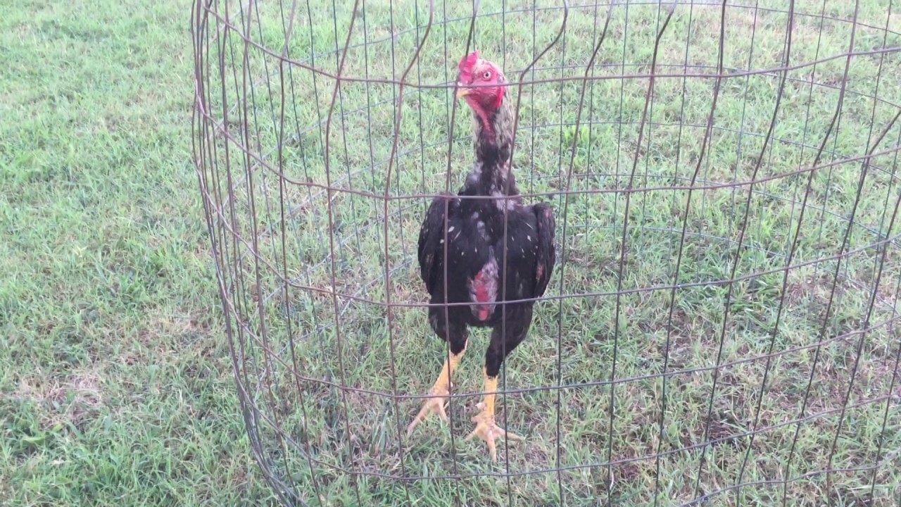 Qaib Solid Beak Bone. - YouTube