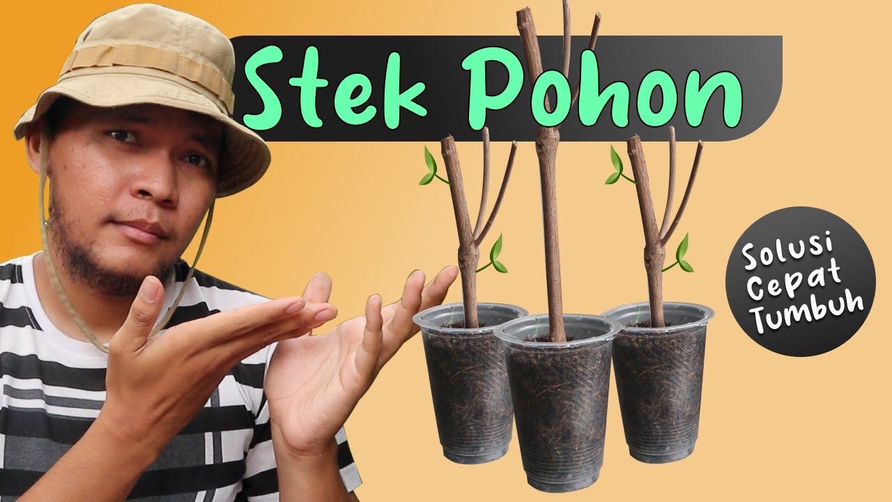 CARA STEK BATANG POHON, SOLUSI MALAS TUNGGU TANAM BIJI - YouTube