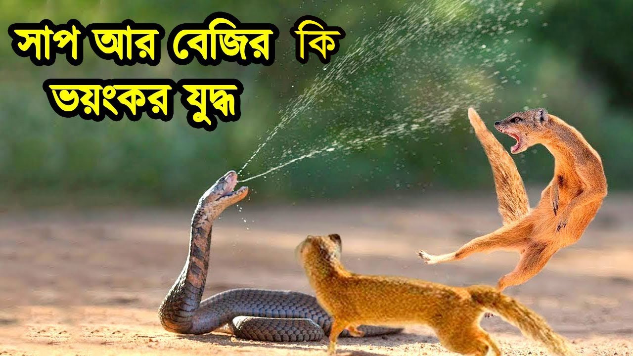 Snake Fights Weasel। সাপ বেজির যুদ্ধ - YouTube