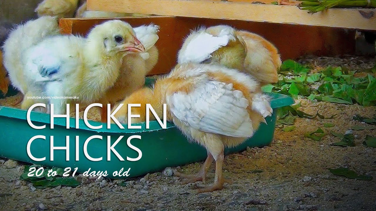 Chicken Chicks 20 Days Old to 21 Days Old - YouTube