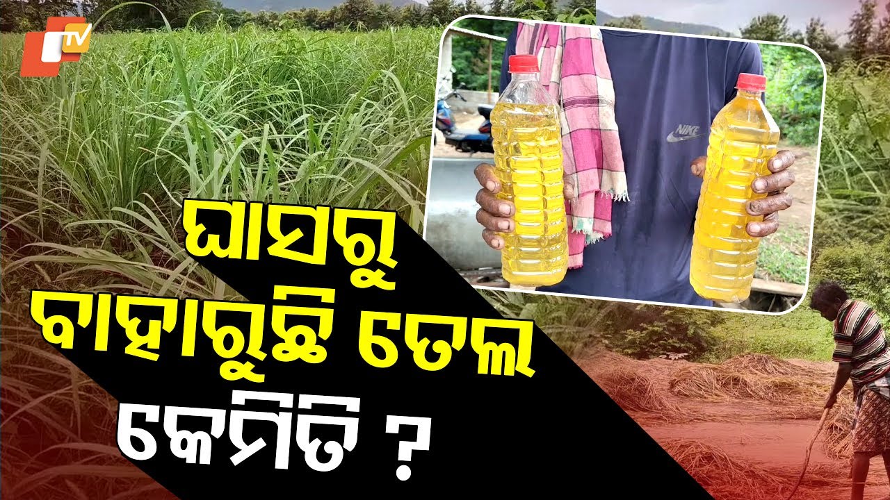 Special Story: Lemon Grass Farming: A New Path to Rural Prosperity ...