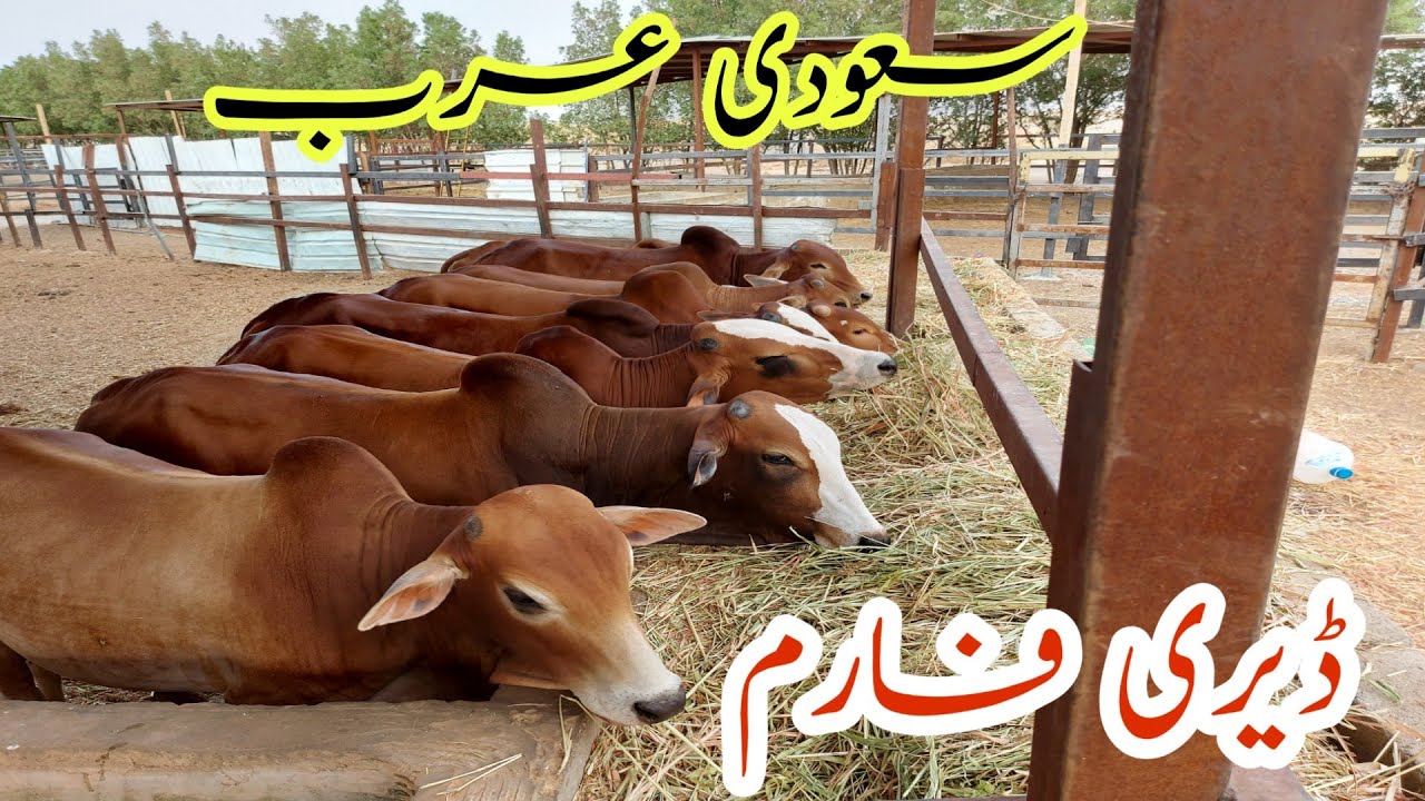Cow Farming in Saudi Arabia|Dairy Farming in Saudi Arabia|Cow Farming ...