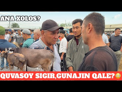 QUVASOY BEXIZOR SIGIR,GUNAJIN,BO’G’OZ NARXLAR BILAN TANISHING😳🤩3 июля 2026 г.