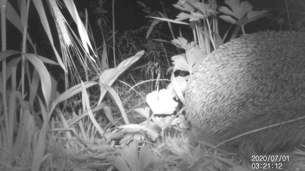 Hedgehog night time - YouTube