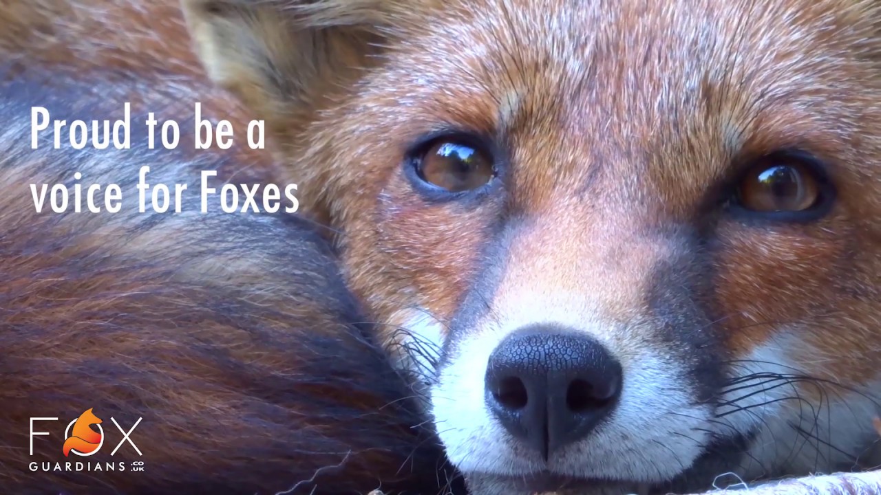 Fox Guardians Trailer - YouTube