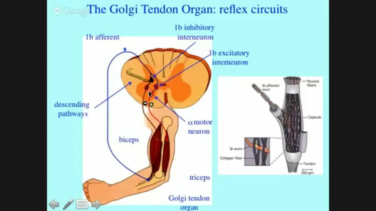 Introduction to Spinal Reflexes - YouTube