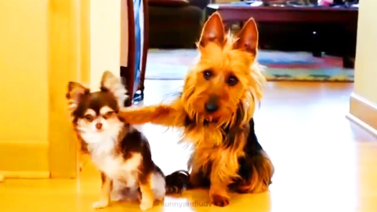 Funny Dogs 🐶 😍 Pet Dogs Being Funny (Full) [Funny Pets] - YouTube