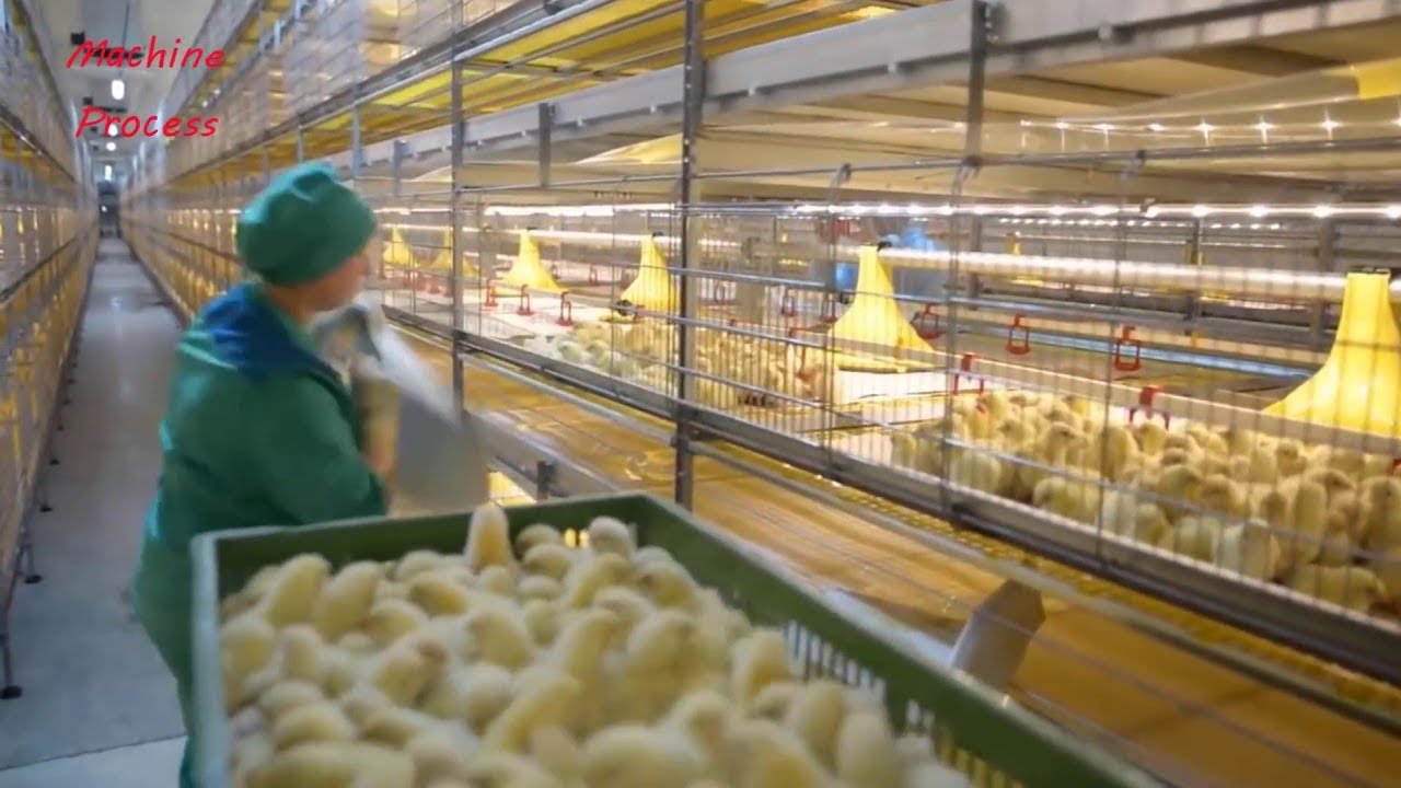 Amazing Modern Chicken Harvest Automatic Machines Process, This Tools ...