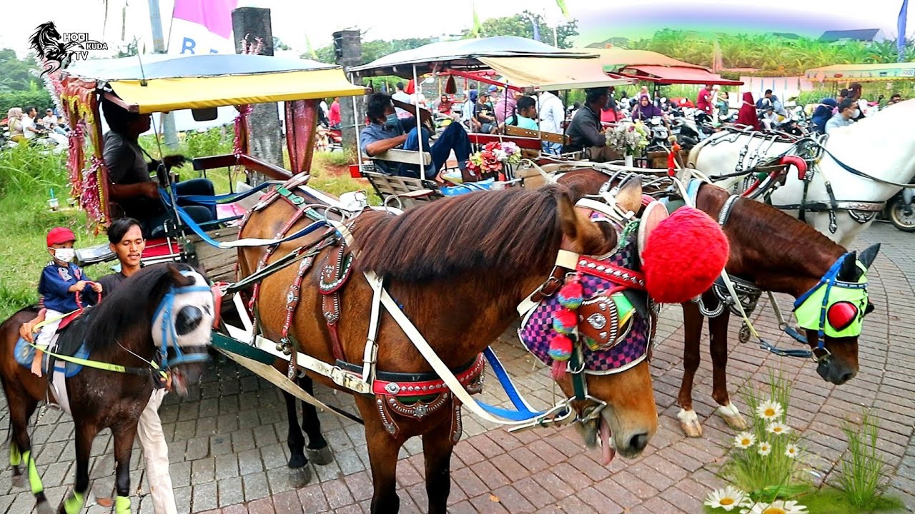 Kuda Delman Cape Melet | Kuda Lari | Naik Kuda | Kuda Dokar | Kuda ...