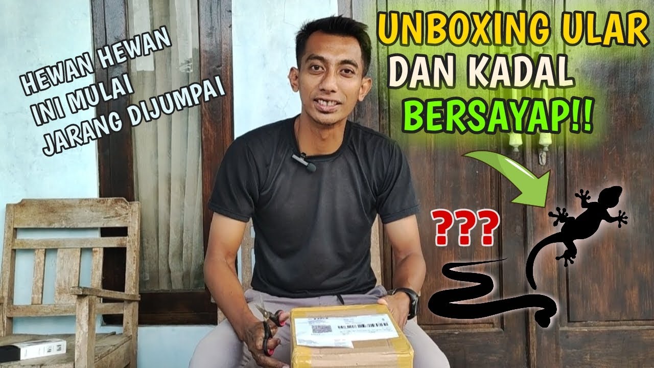 UNBOXING HEWAN PELIHARAAN BARU | KADAL BERSAYAP DAN ULAR MIRIP COBRA ...