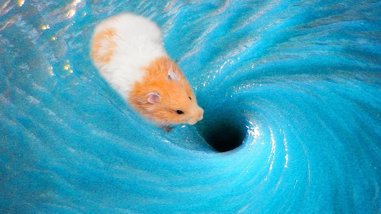 The Best Hamster Challenges - Hamster Escape The Awesome Maze In Real ...