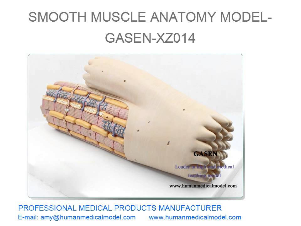 ULTRASTRUCTURE OF CARDIAC MUSCLE FIBER STRUCTURE SMOOTH MUSCLE ANATOMY ...