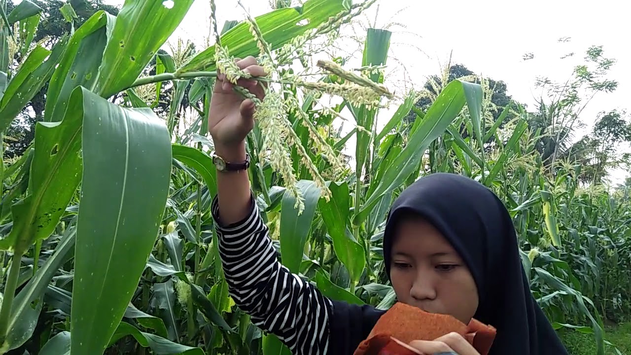 PERSILANGAN BUATAN PADA TANAMAN JAGUNG - YouTube