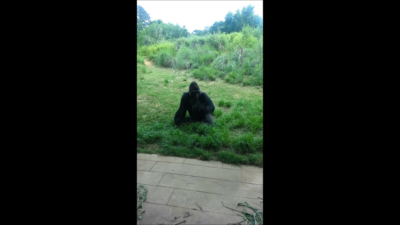 Gorilla flips everyone off - YouTube