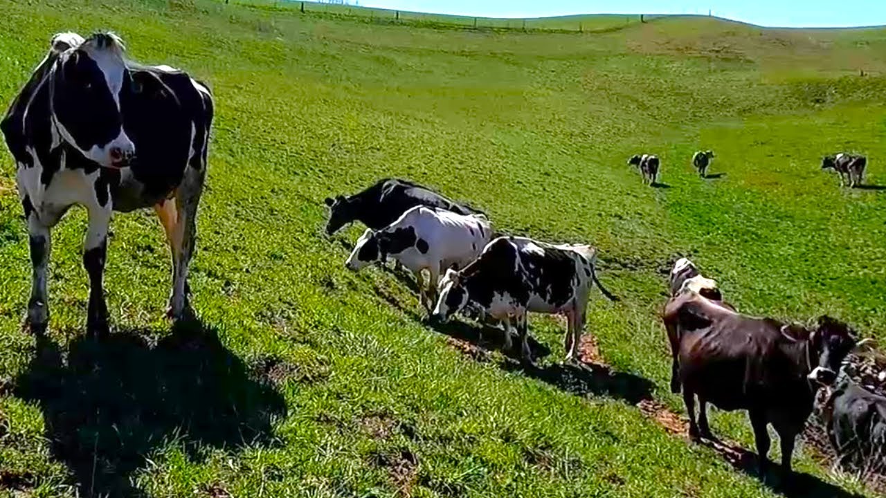 A Spring Day On A Small Family Dairy Farm! - YouTube
