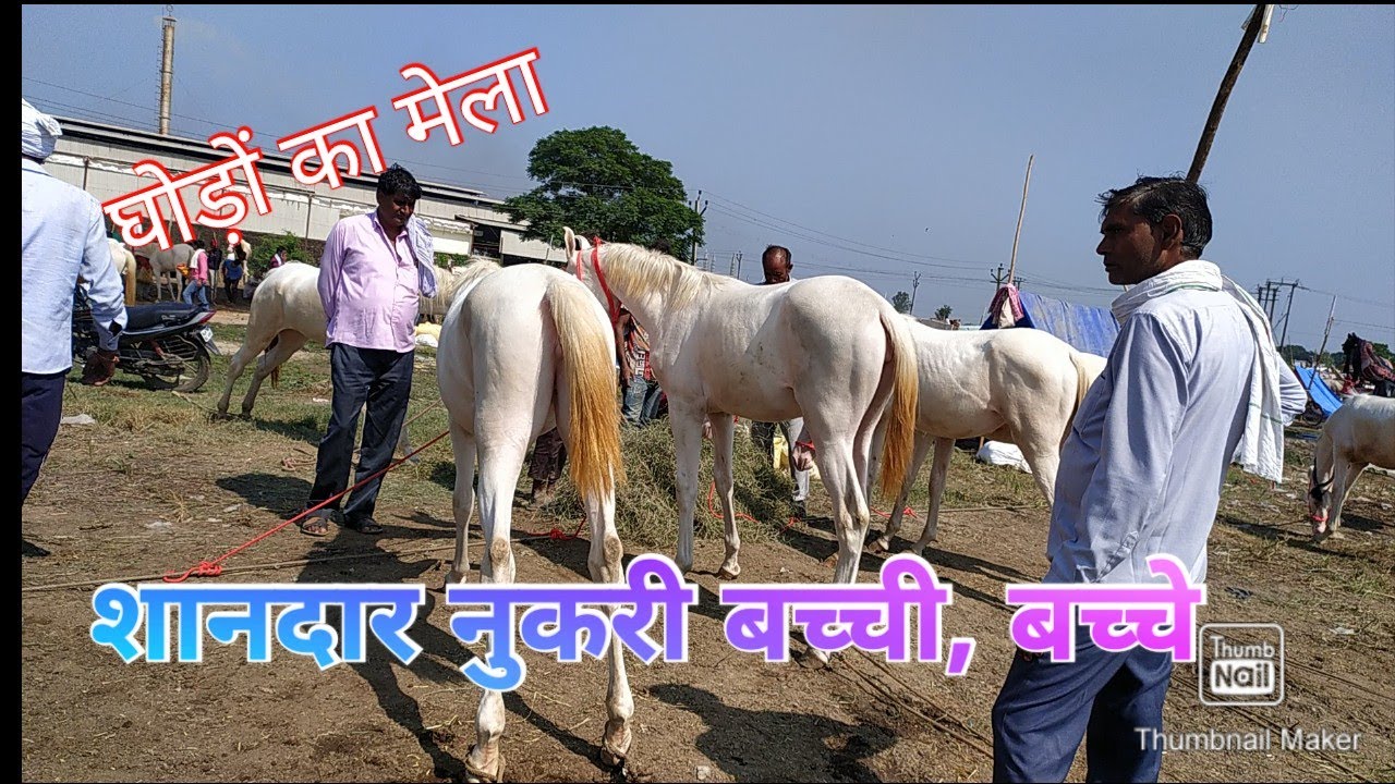 Ghodo ka Mela || घोड़ों का मेला || Horse Market || Madhiyai Pashu Mandi ...