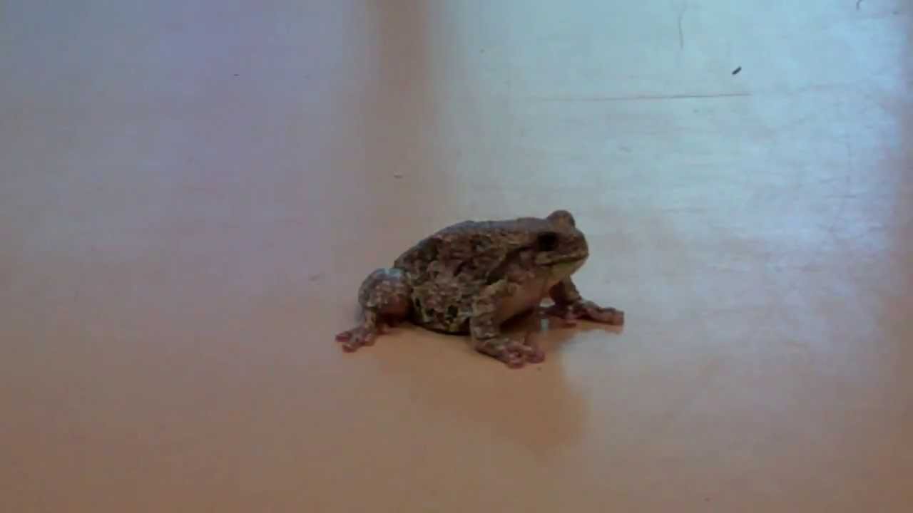 Tree Frog Eating Katydid - YouTube