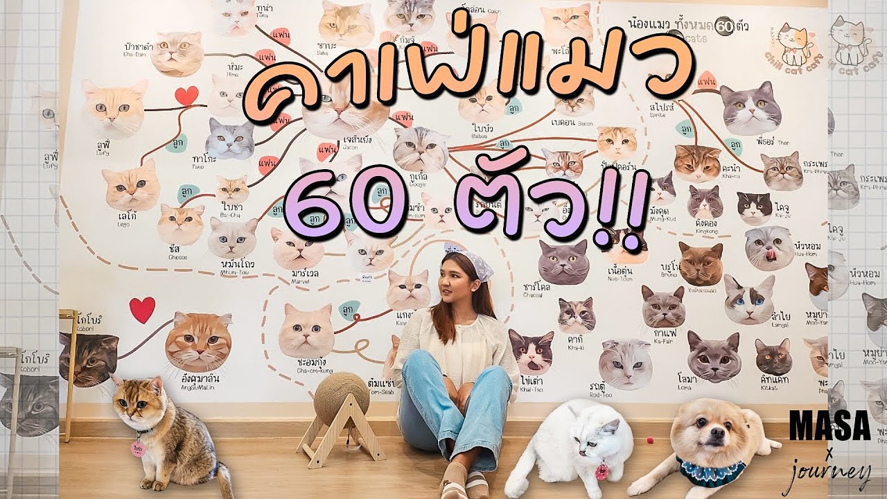 ตะลุยคาเฟ่น้องแมว ที่มีแมวมากกว่า 50 ตัว I Chill cat cafe I ...