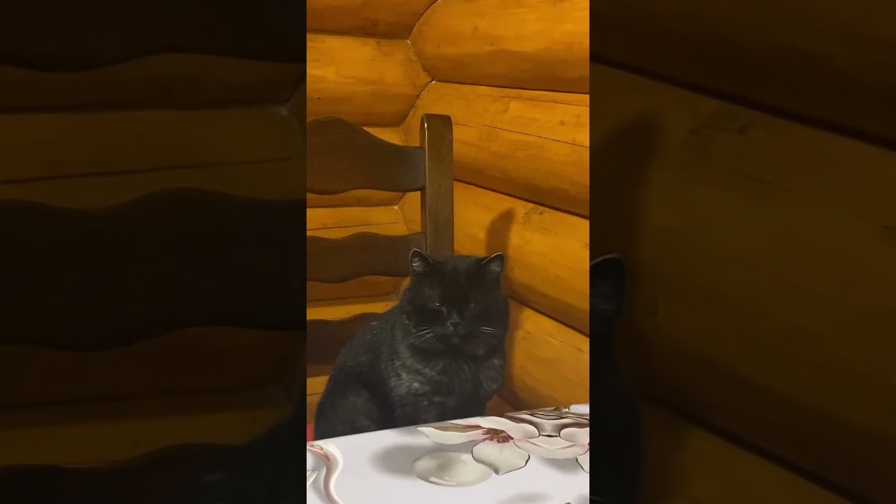 Famous cat Sima Diablo - YouTube