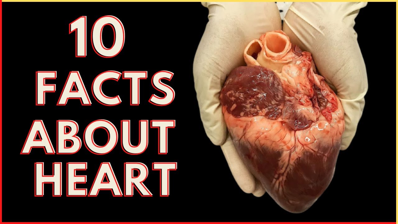 10 Most Intersting Facts About Human Heart You Must Know Youtube