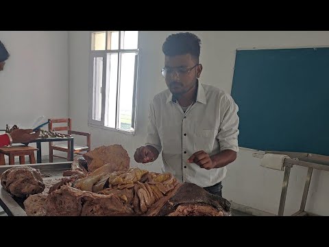 #anatomy #anatomy video #dissection #human body dissection # Mbbs #Bams ...