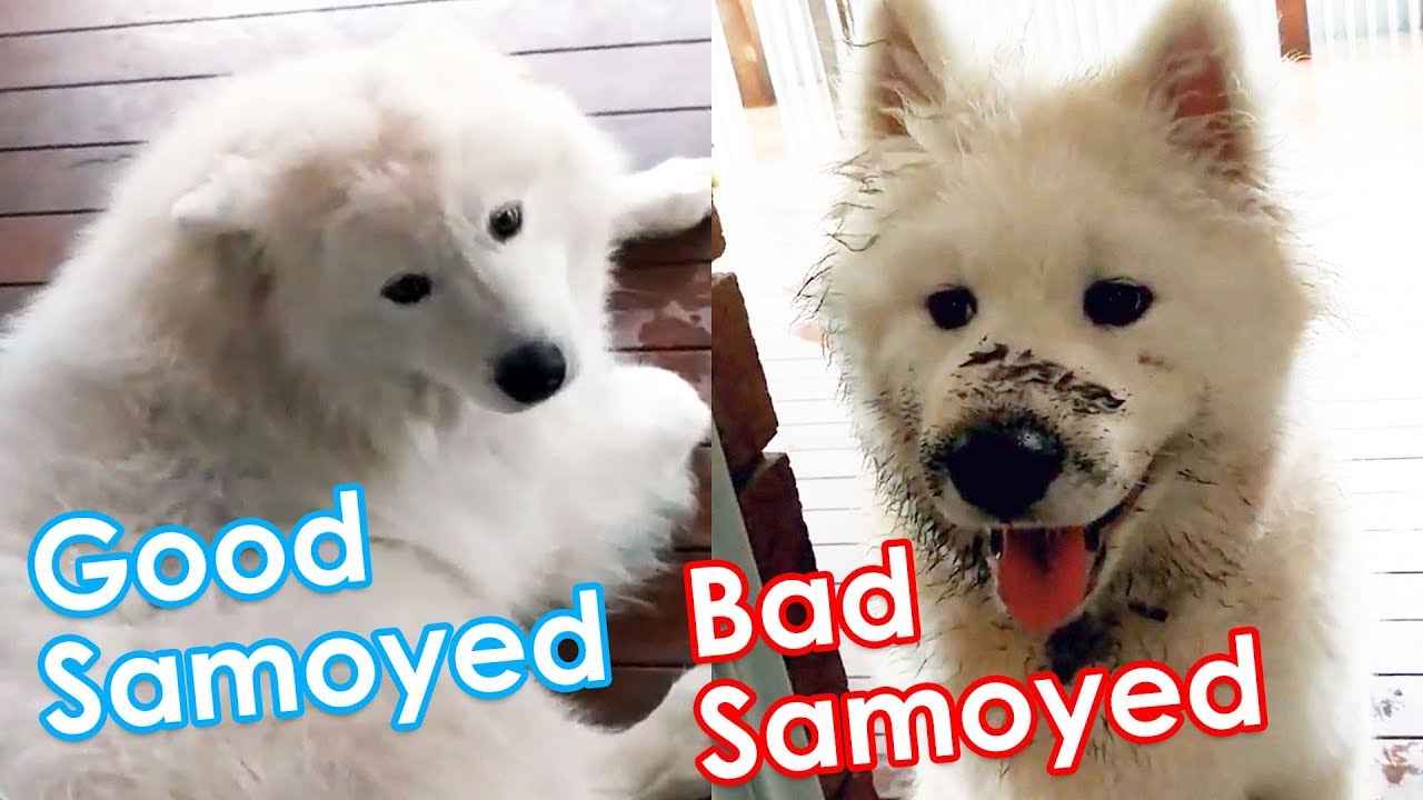 Good Samoyed, Bad Samoyed! - YouTube