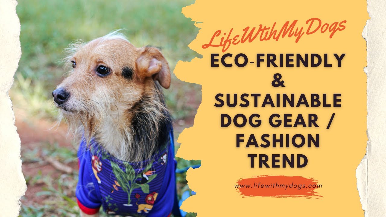 Eco‐friendly & sustainable dog gear / fashion Trend - YouTube