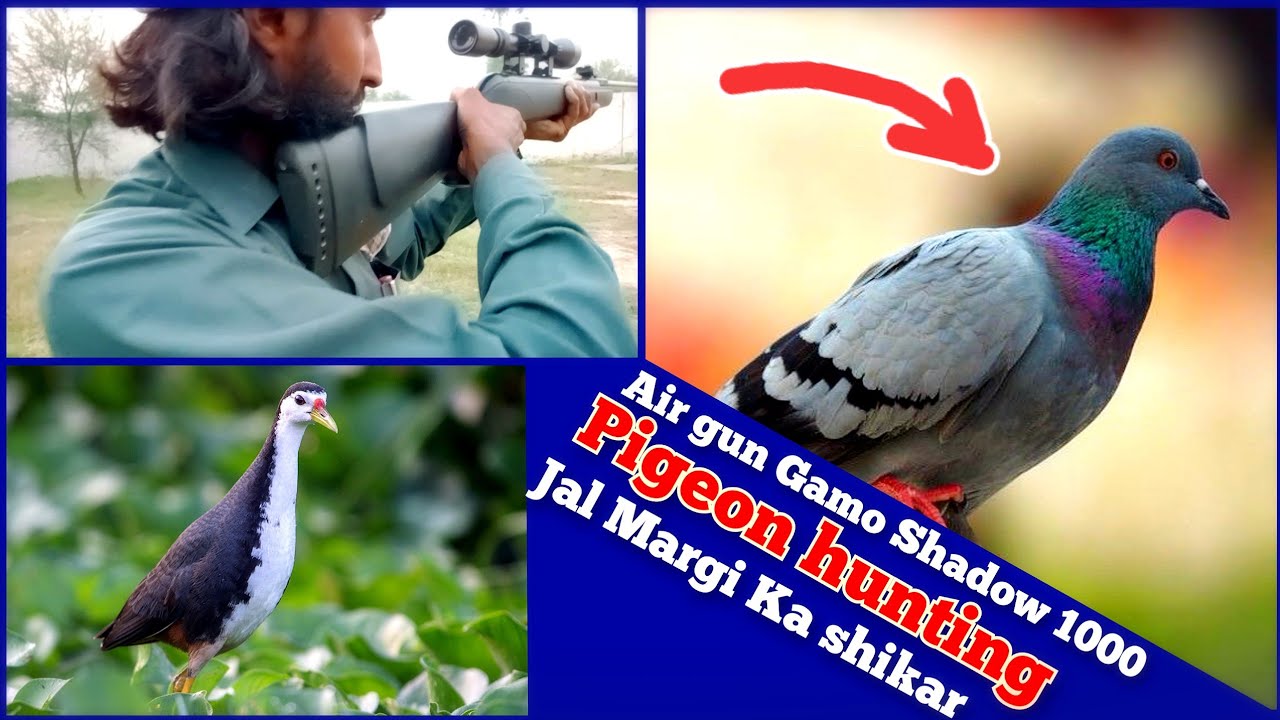 pigeon hunting || Jal Margi Ka shikar || new hunting birds 2023 ...